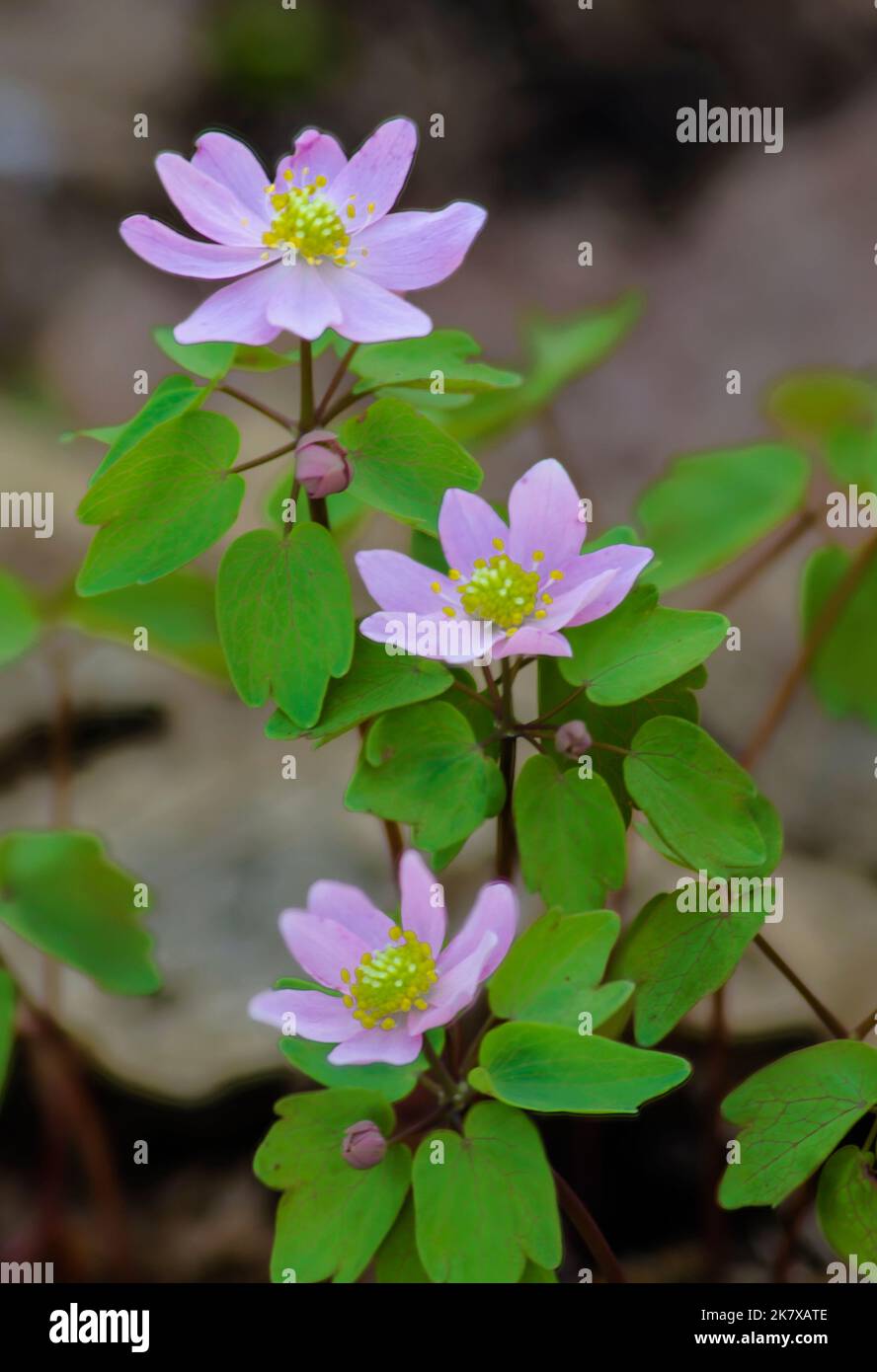 Gibraltar rock state natural area hi-res stock photography and images ...