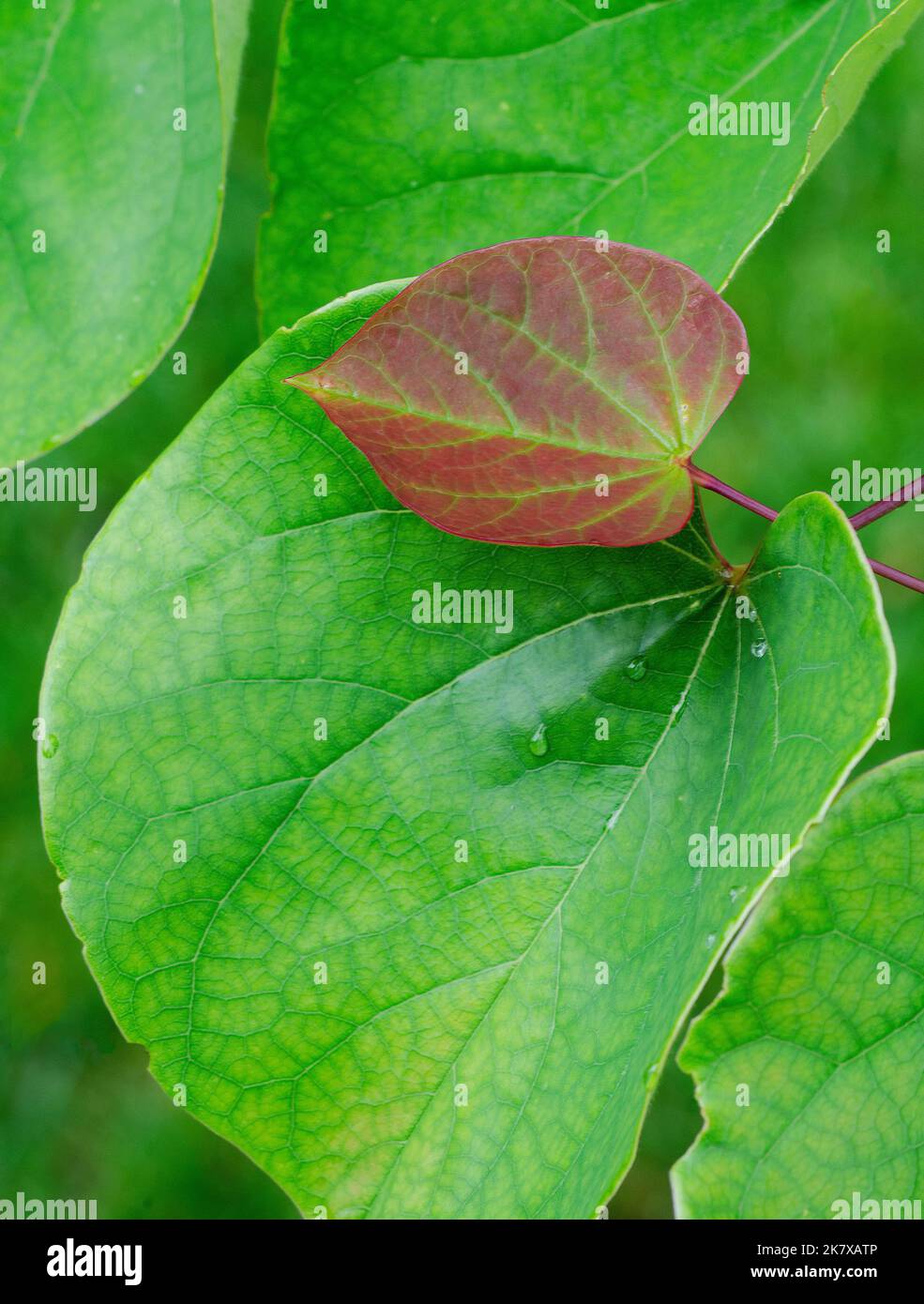 A select early summer Redbud leaf shows a different color Stock Photo ...
