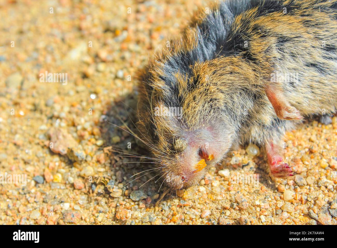 Dead flattened mouse rat on the road in Cuxhaven Lower Saxony Germany ...