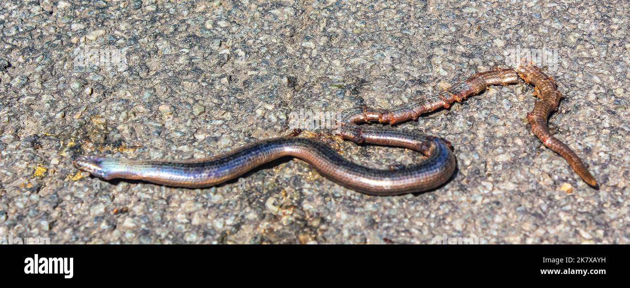 Dead flattened snake grass snake with guts on the road in Cuxhaven ...