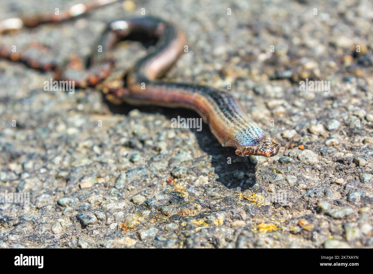Dead flattened snake grass snake with guts on the road in Cuxhaven ...