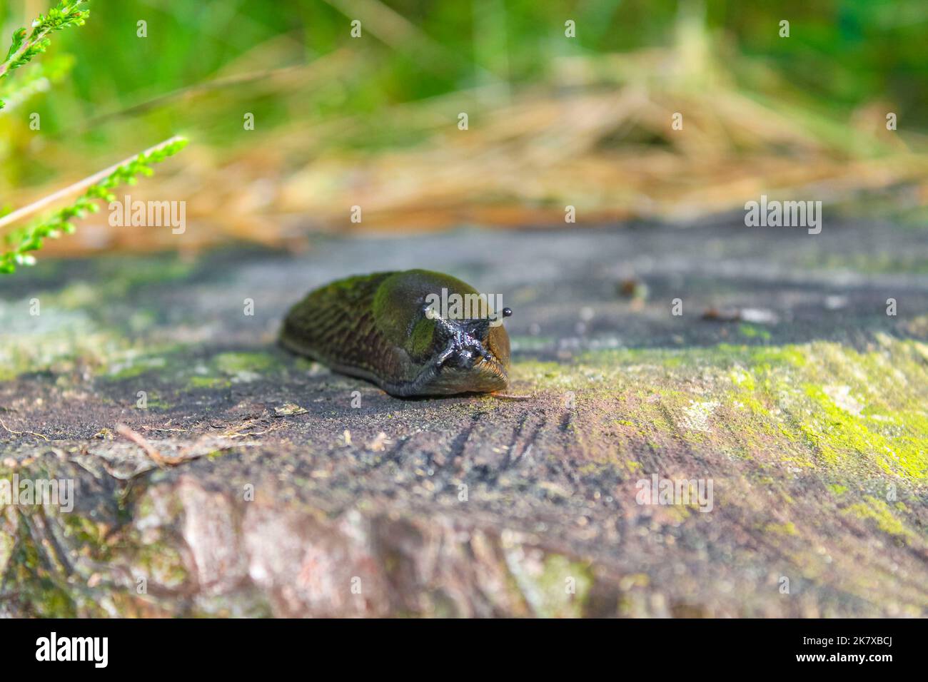 Black dark brown snail snall without shell house crawls along forest ...