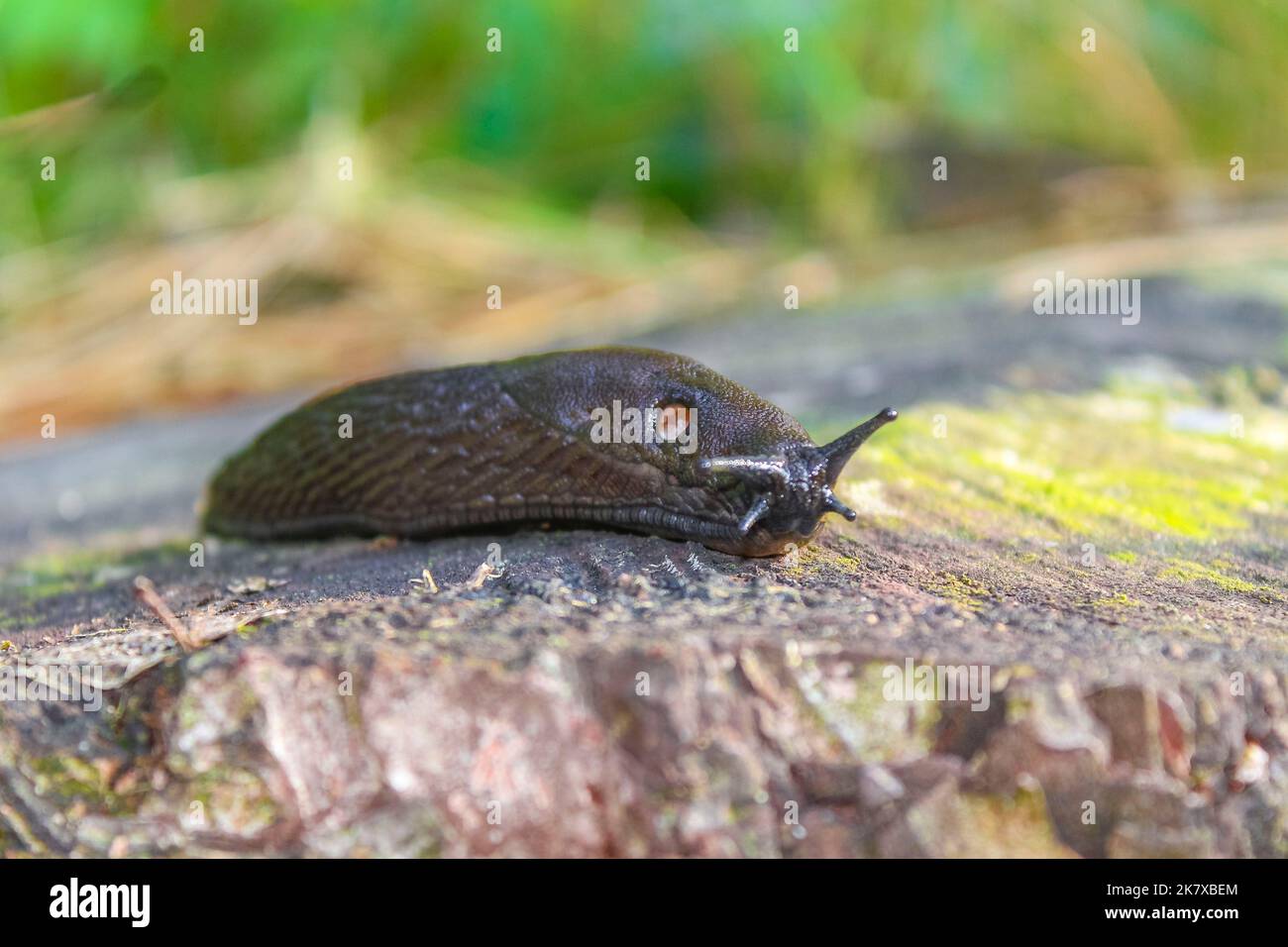 Snail without shell hi-res stock photography and images - Alamy