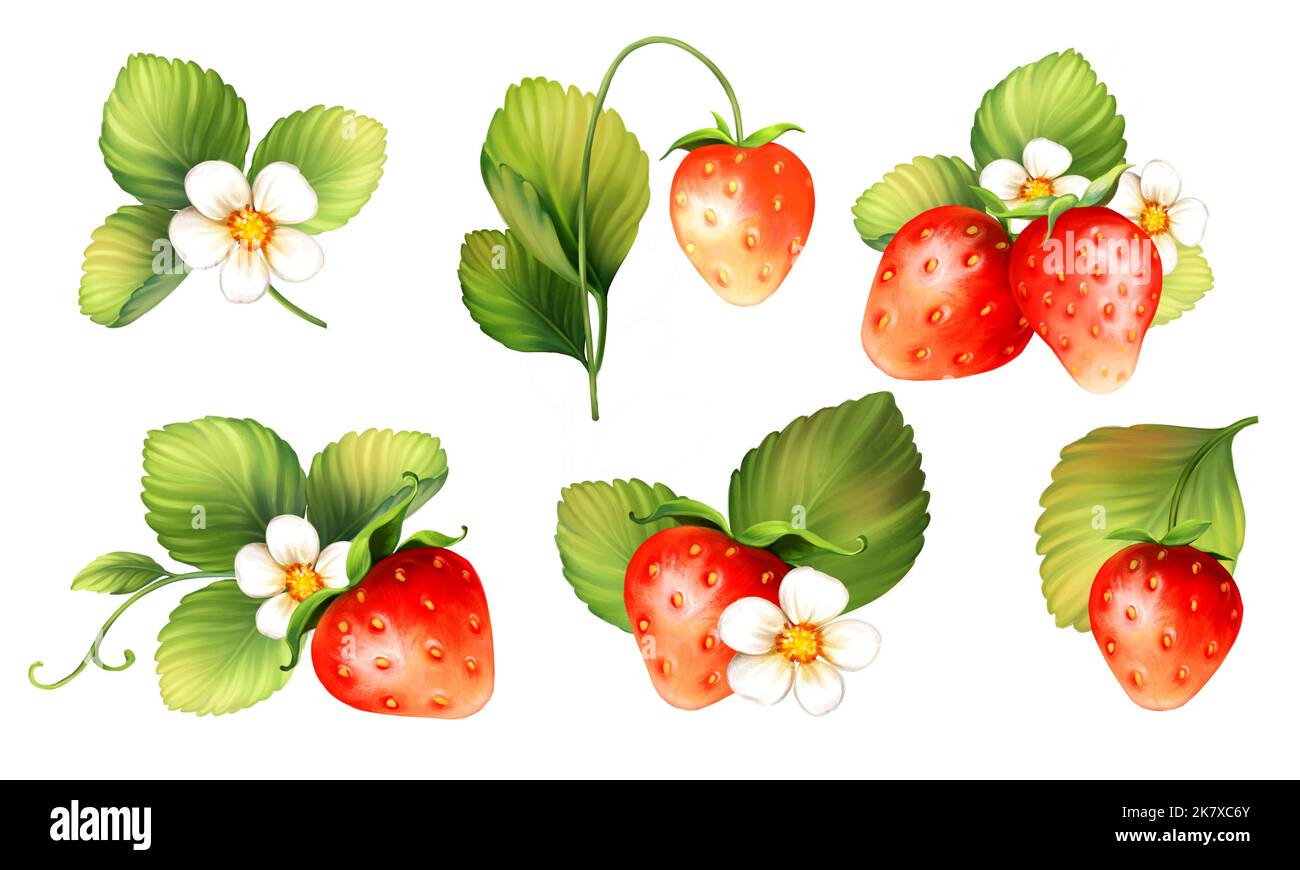 Strawberry. Sweet fruit. Set isolated on white background Stock Photo ...