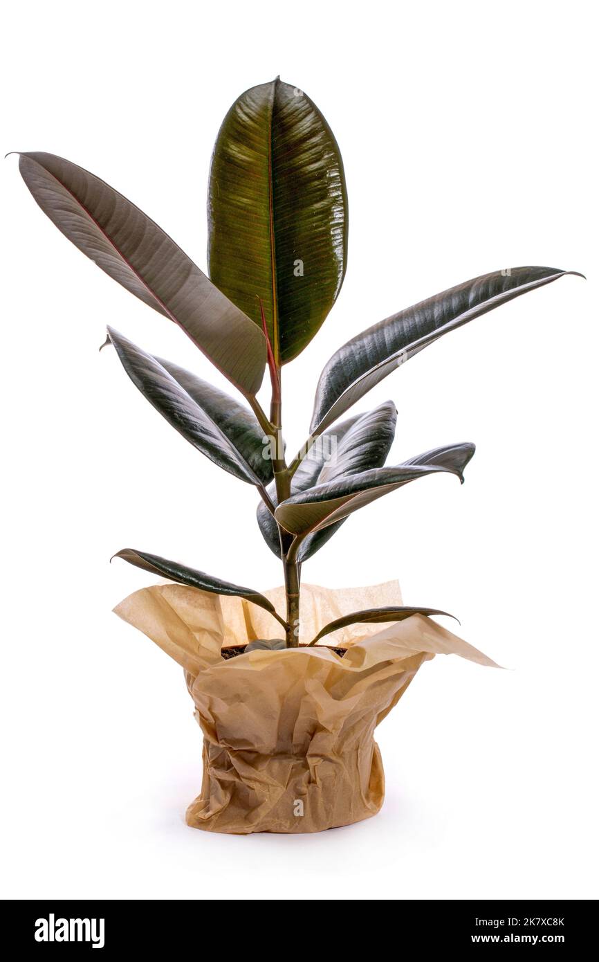 Indoor ficus wrapped in kraft paper on a white background Stock Photo ...