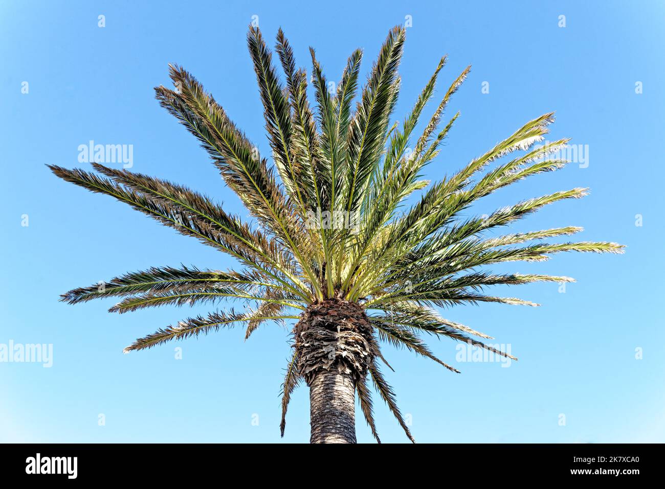 Palm tree view from below. Vacation concept. Natural background Stock ...