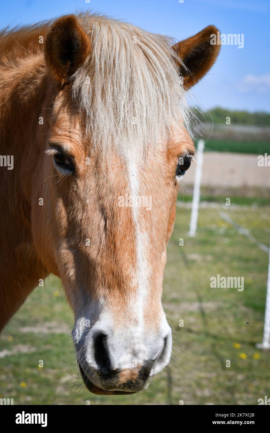 Gaze of the horse with blond mane Stock Photo - Alamy