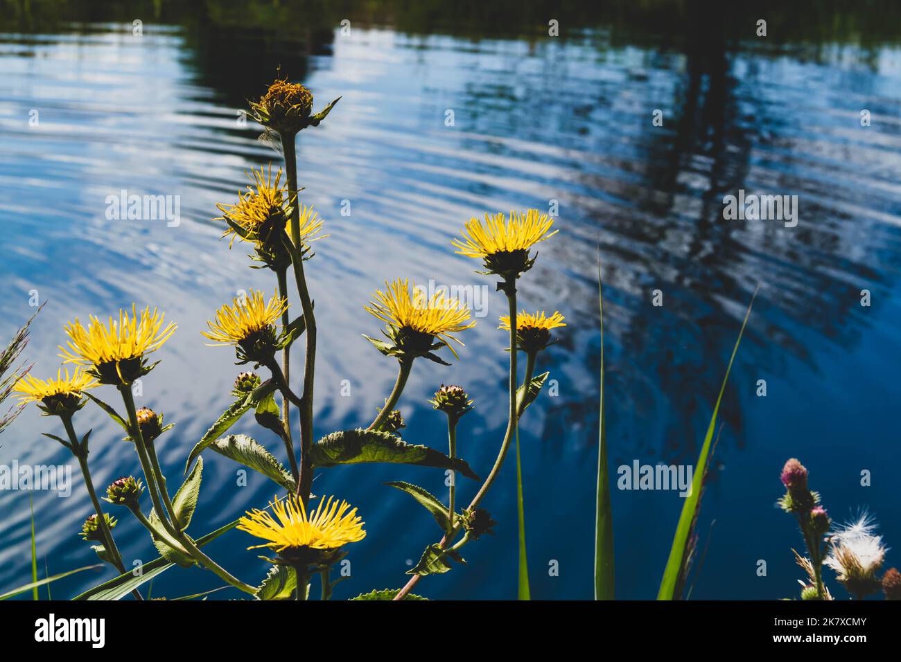 Lake with gray water. Blue lake in Samara region in Russia. Deep pond ...
