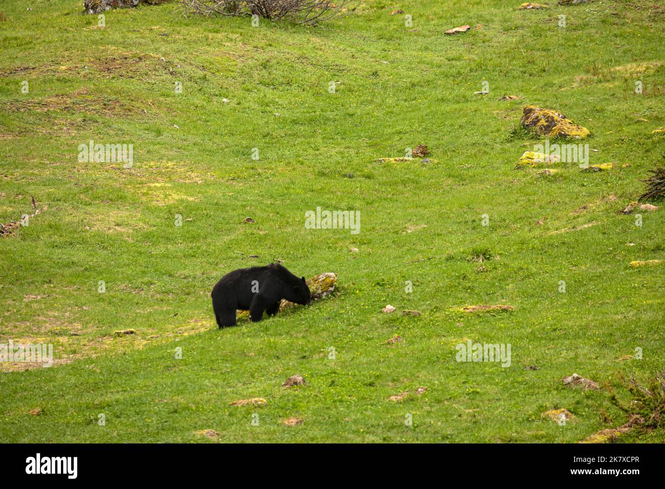 WA22367-00...WASHINGTON - Black bear grazing in an open meadow on grass ...