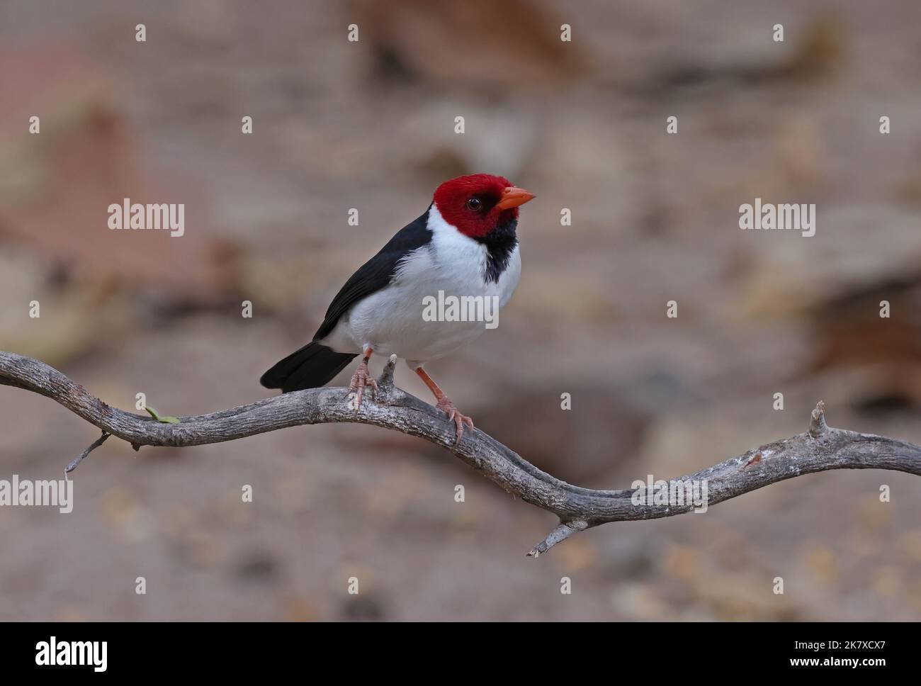 Yellow-billed Cardinal (Paroaria capitata capitata) adult perched on ...