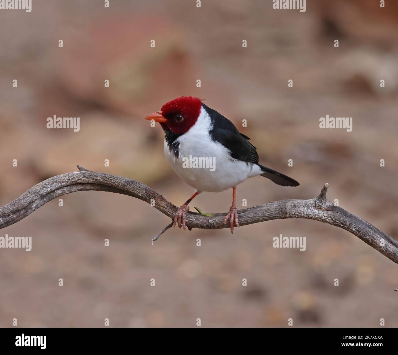 Yellow-billed Cardinal (Paroaria capitata capitata) adult perched on ...