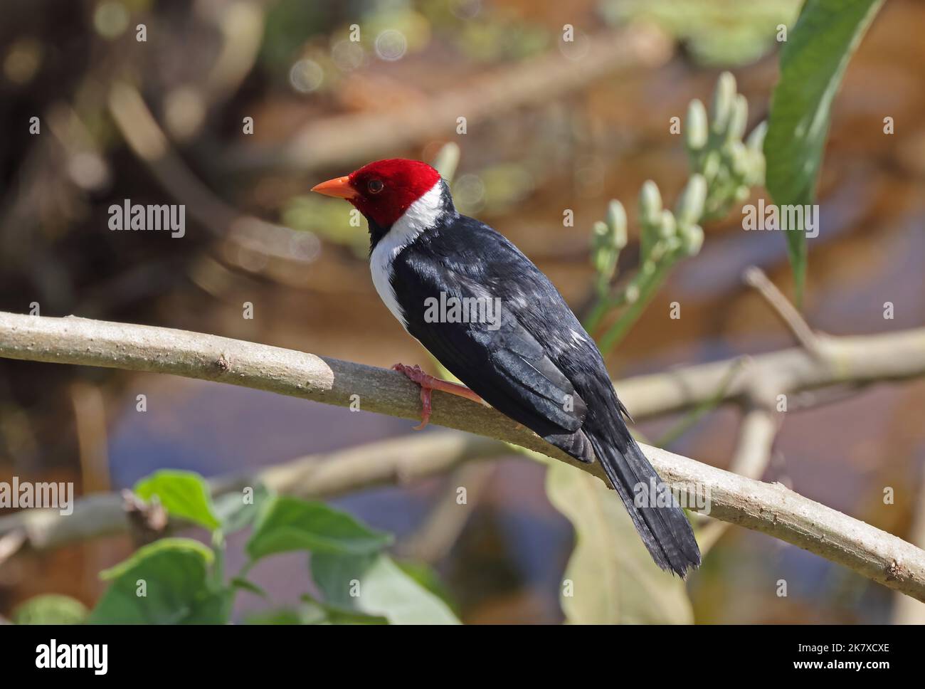 Yellow-billed Cardinal (Paroaria capitata capitata) adult perched on ...