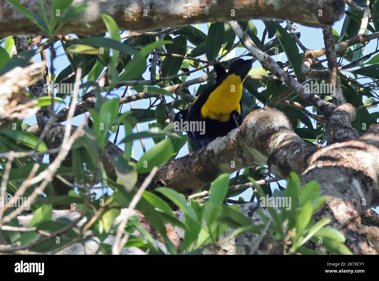 Yellow-rumped Cacique (Cacicus cela) adult perched on branch Rio Azul ...