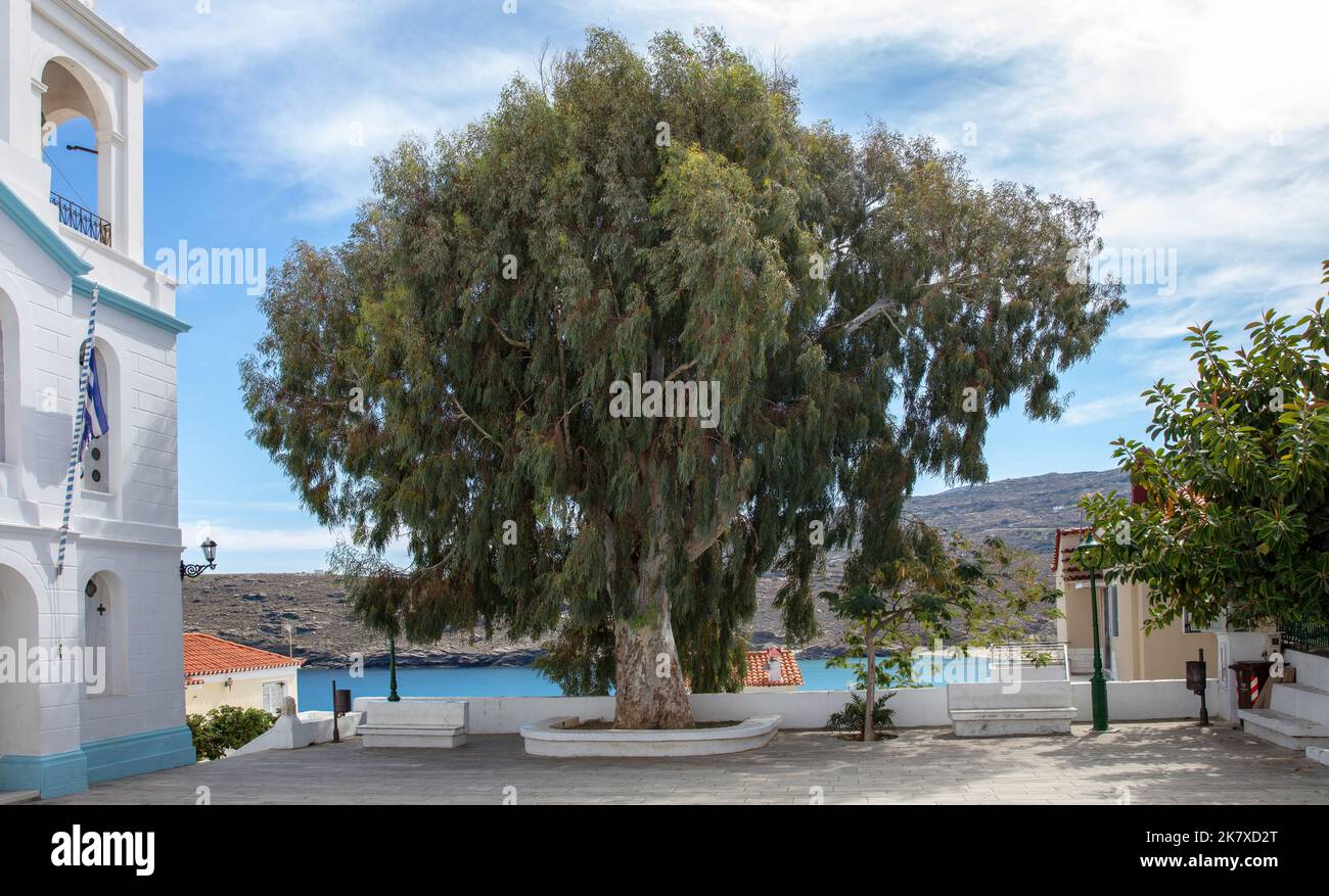 Greece, Andros island, Cyclades. Evergreen eucalyptus tree at church ...