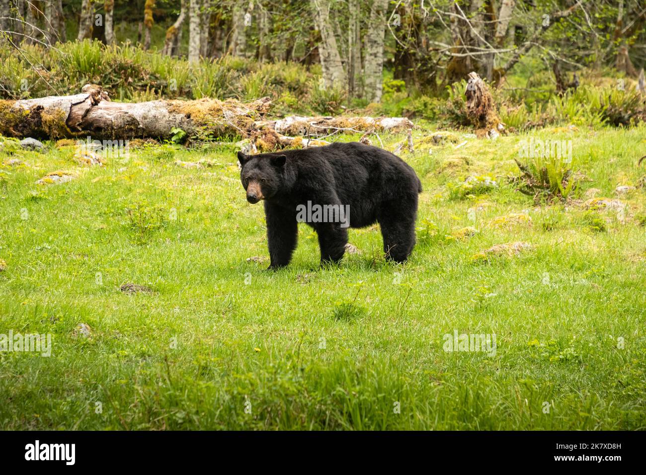 WA22382-00...WASHINGTON - A black bear, recently out of winter ...