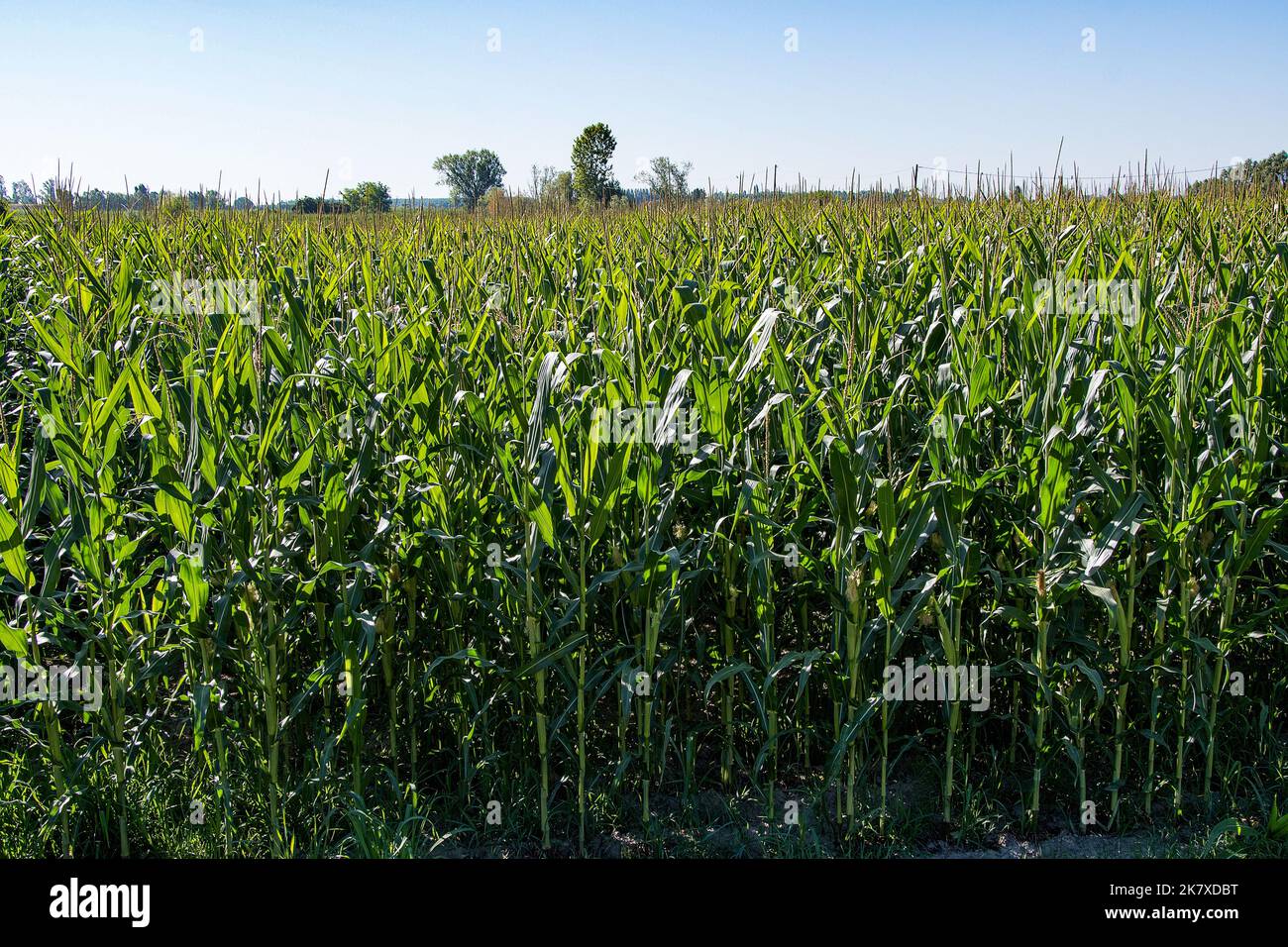 Fresh green maize field for healthy cultivation, maize used for human ...