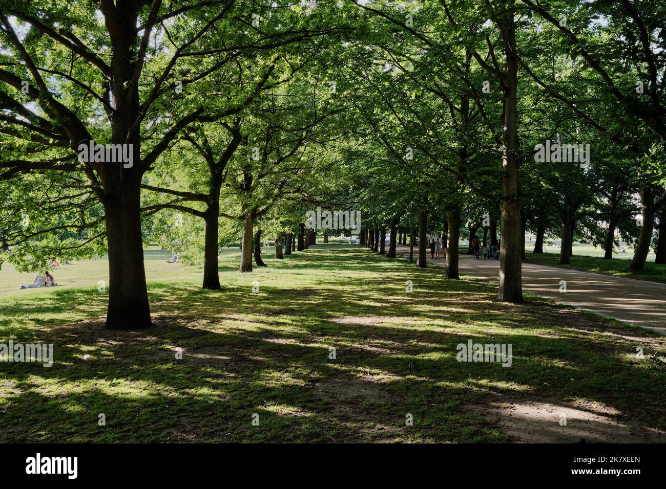 A tree-lined corridor in a city park brings peace to the soul, reunites ...