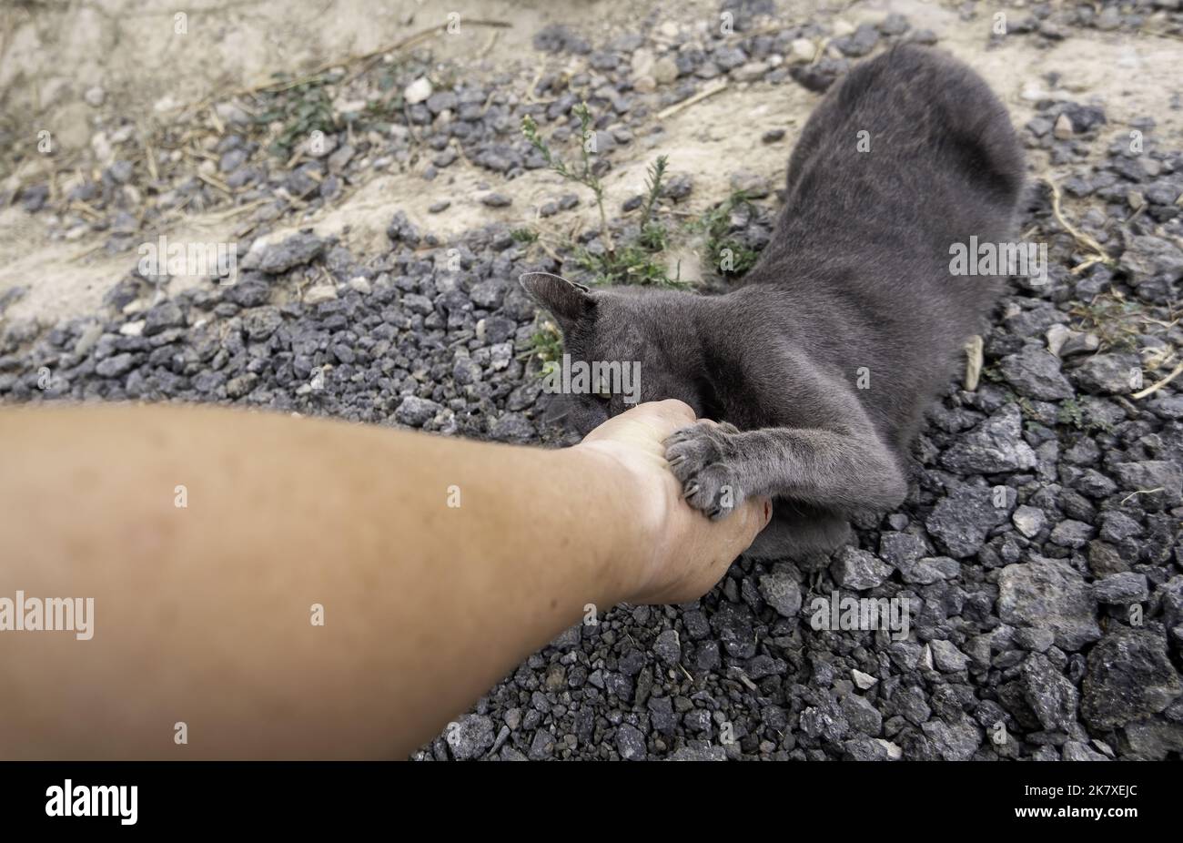 Detail of Russian cat in the street, abandonment of exotic animal Stock ...