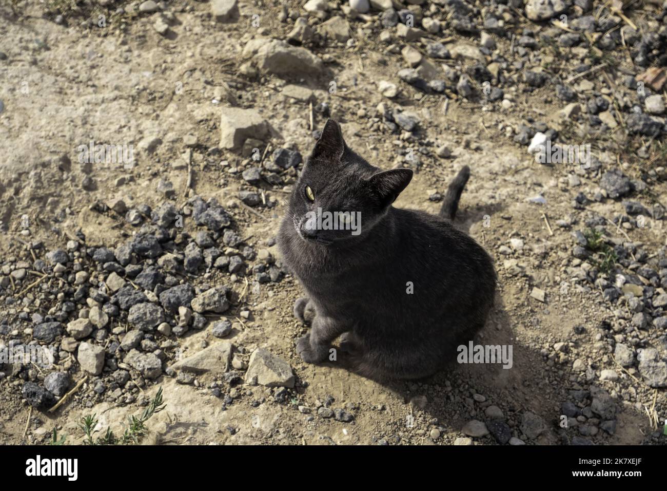 Detail of Russian cat in the street, abandonment of exotic animal Stock ...
