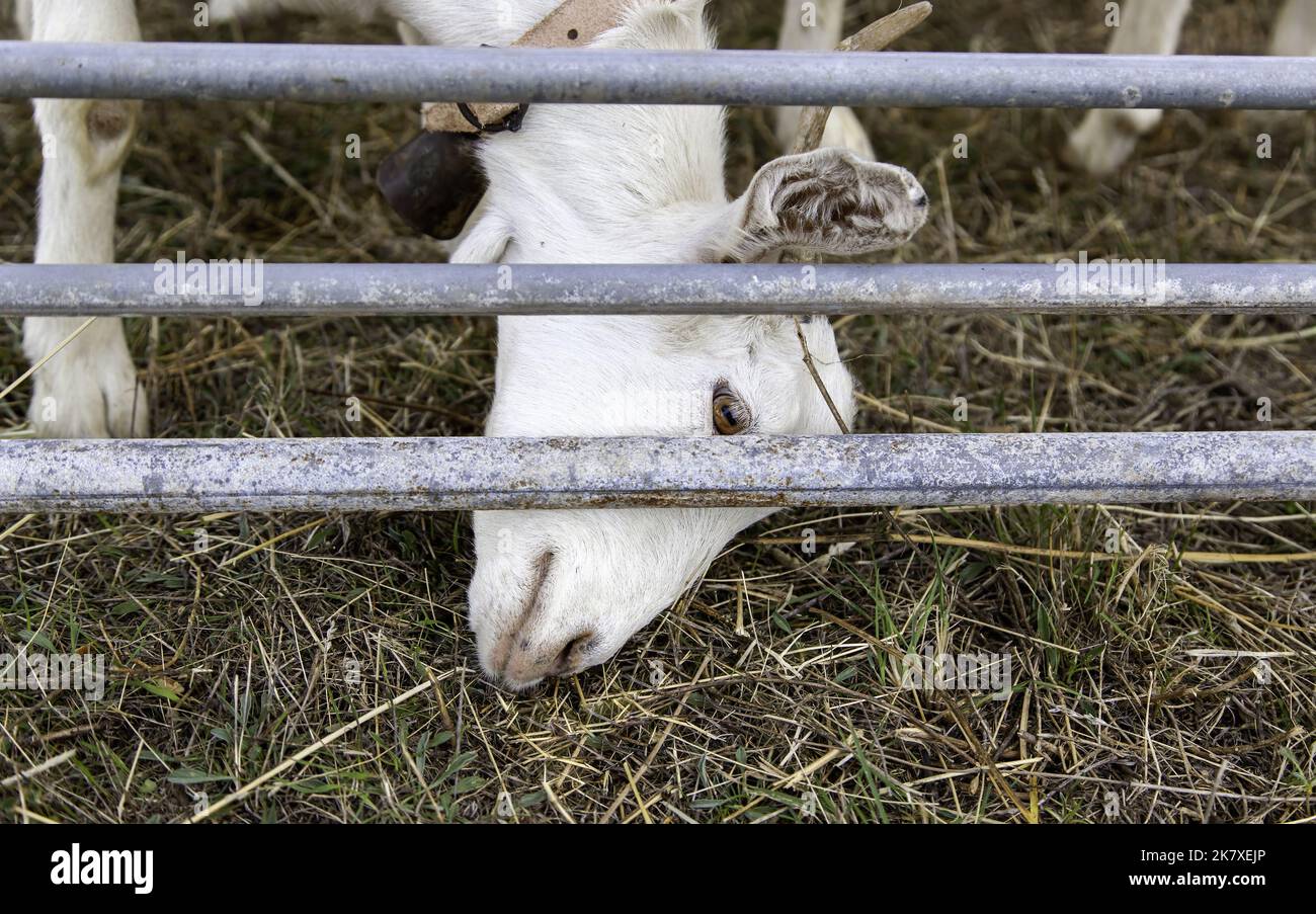 Detail of mammal in a farm, animal meat industry Stock Photo - Alamy