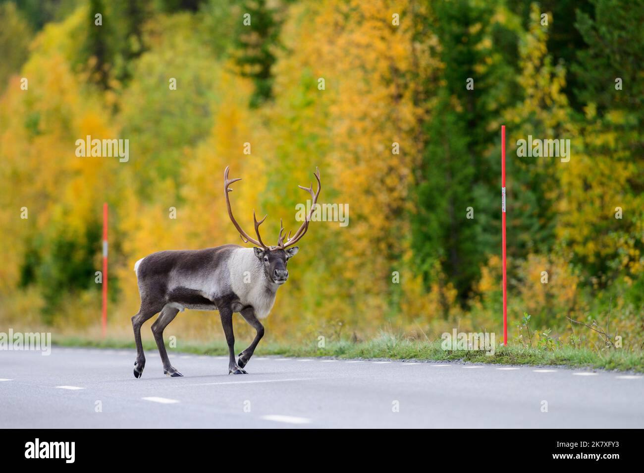 A big male Reindeer crossing a road in northern Sweden Stock Photo - Alamy