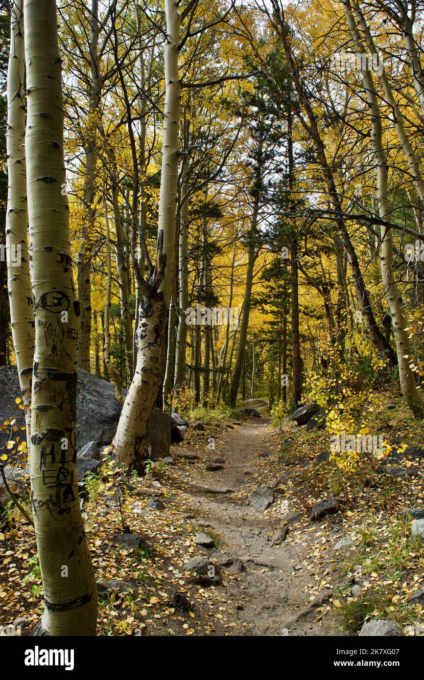 Narrow view of a hiking trail winding through a tunnel of Aspen trees ...