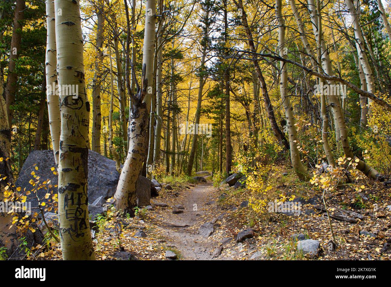 Wide view of hiking trail cutting through Autumn Aspen trees with ...