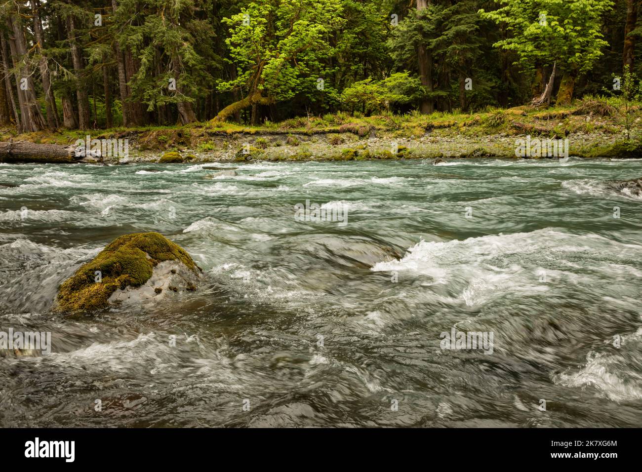 WA22403-00...WASHINGTON - The Quinault River viewed from the Quinault ...