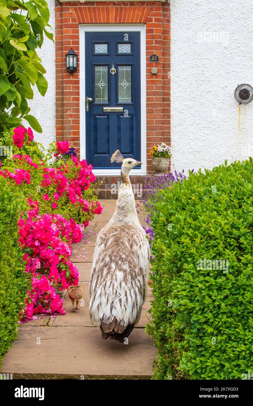 Peahen bird with babies in a garden of nice house in Saltwood,Kent,UK ...