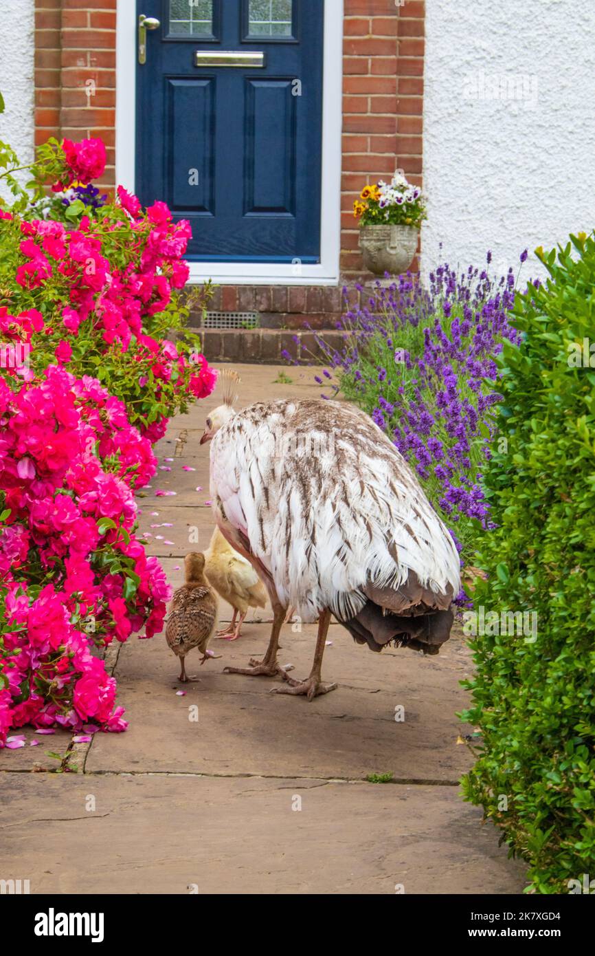 Peahen bird with babies in a garden of nice house in Saltwood,Kent,UK ...