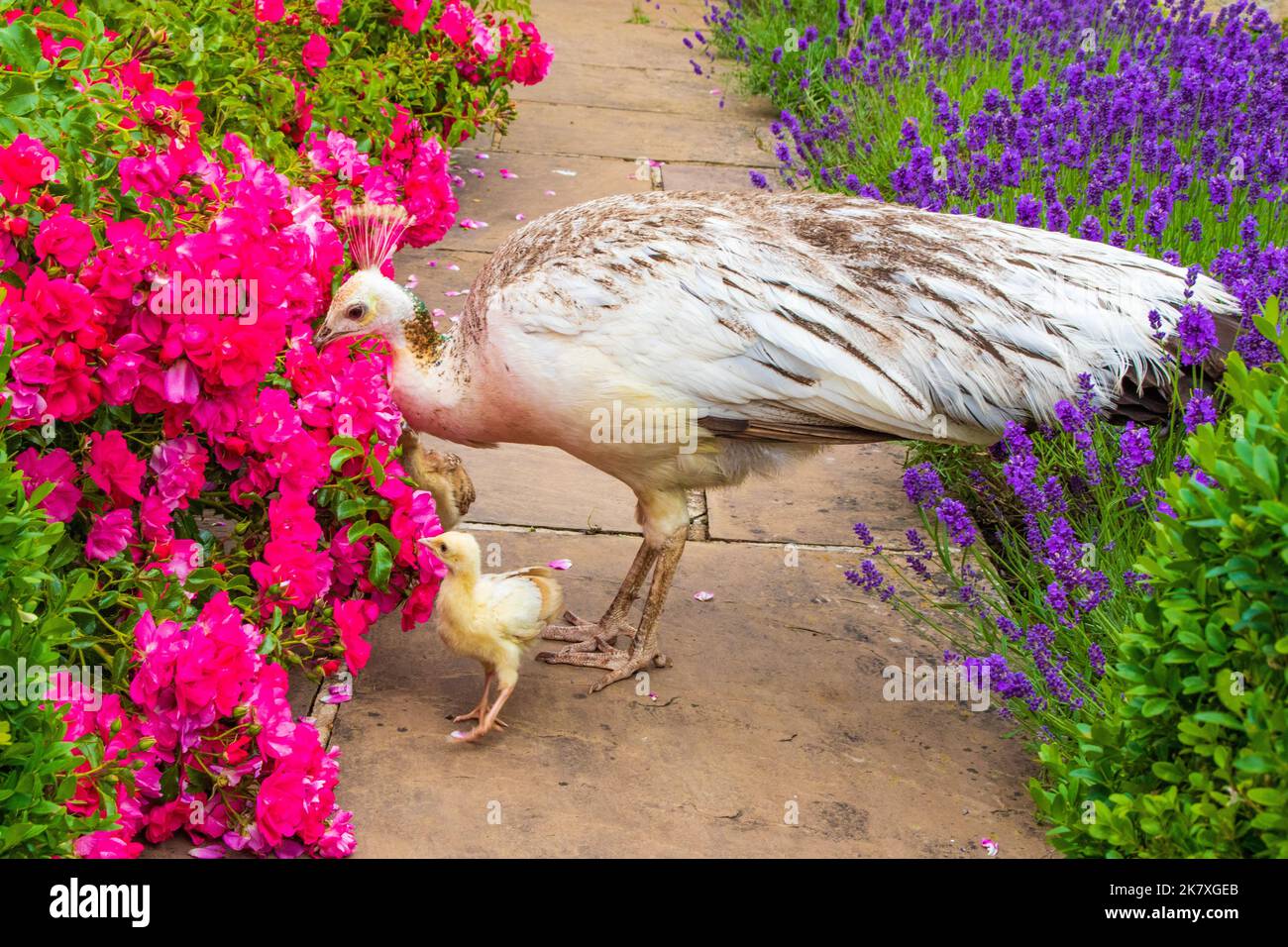 Peahen bird with babies in a garden of nice house in Saltwood,Kent,UK ...