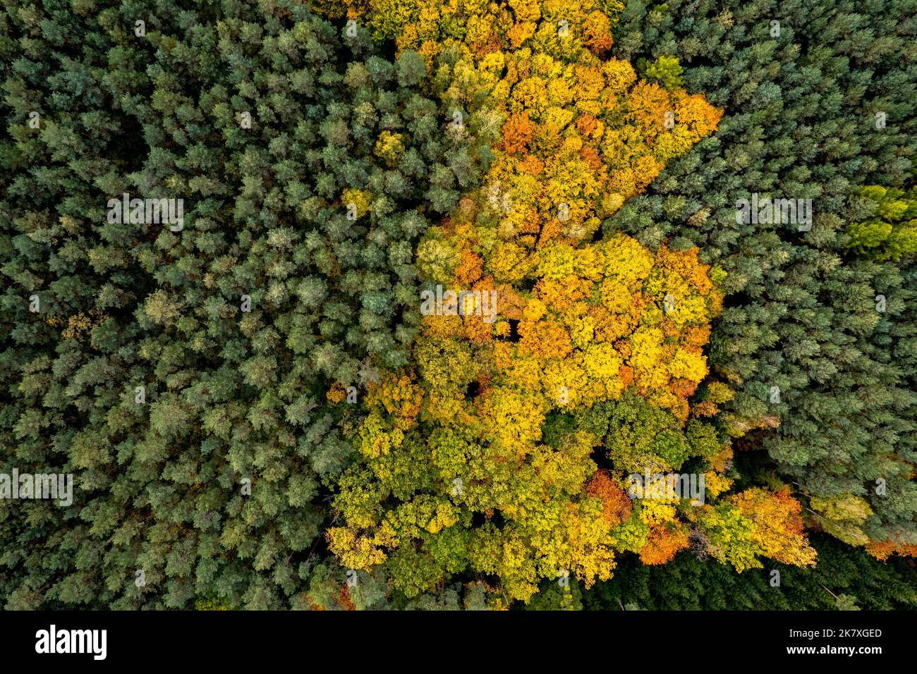 Aerial top down view of a colorful forest foliage at atumn, drone view ...