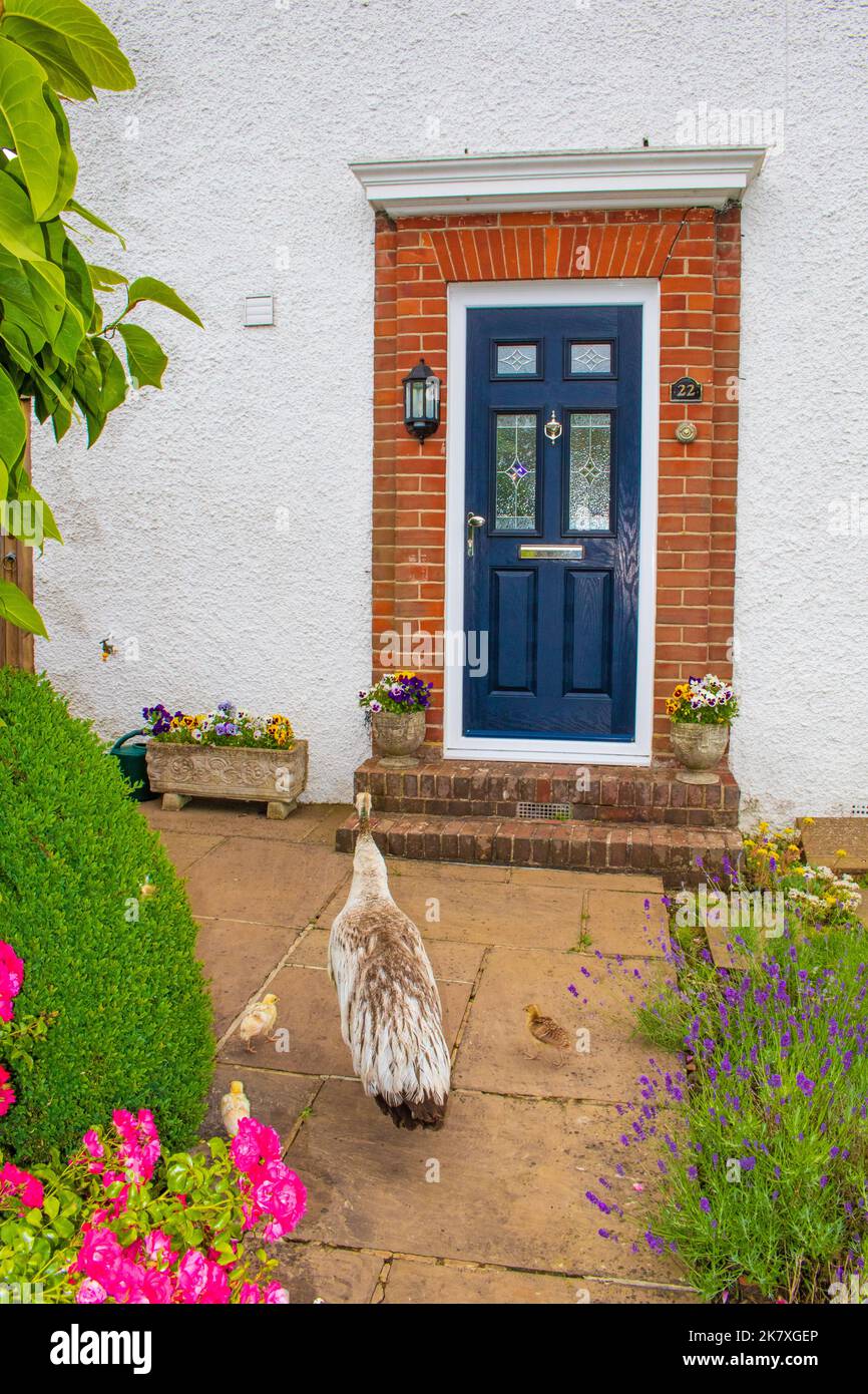 Peahen bird with babies in a garden of nice house in Saltwood,Kent,UK ...