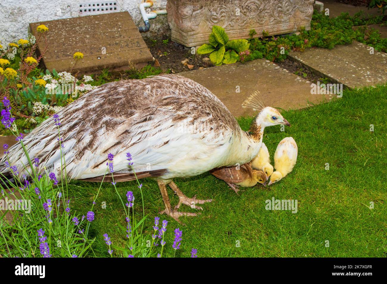 Peahen bird with babies in a garden of nice house in Saltwood,Kent,UK ...