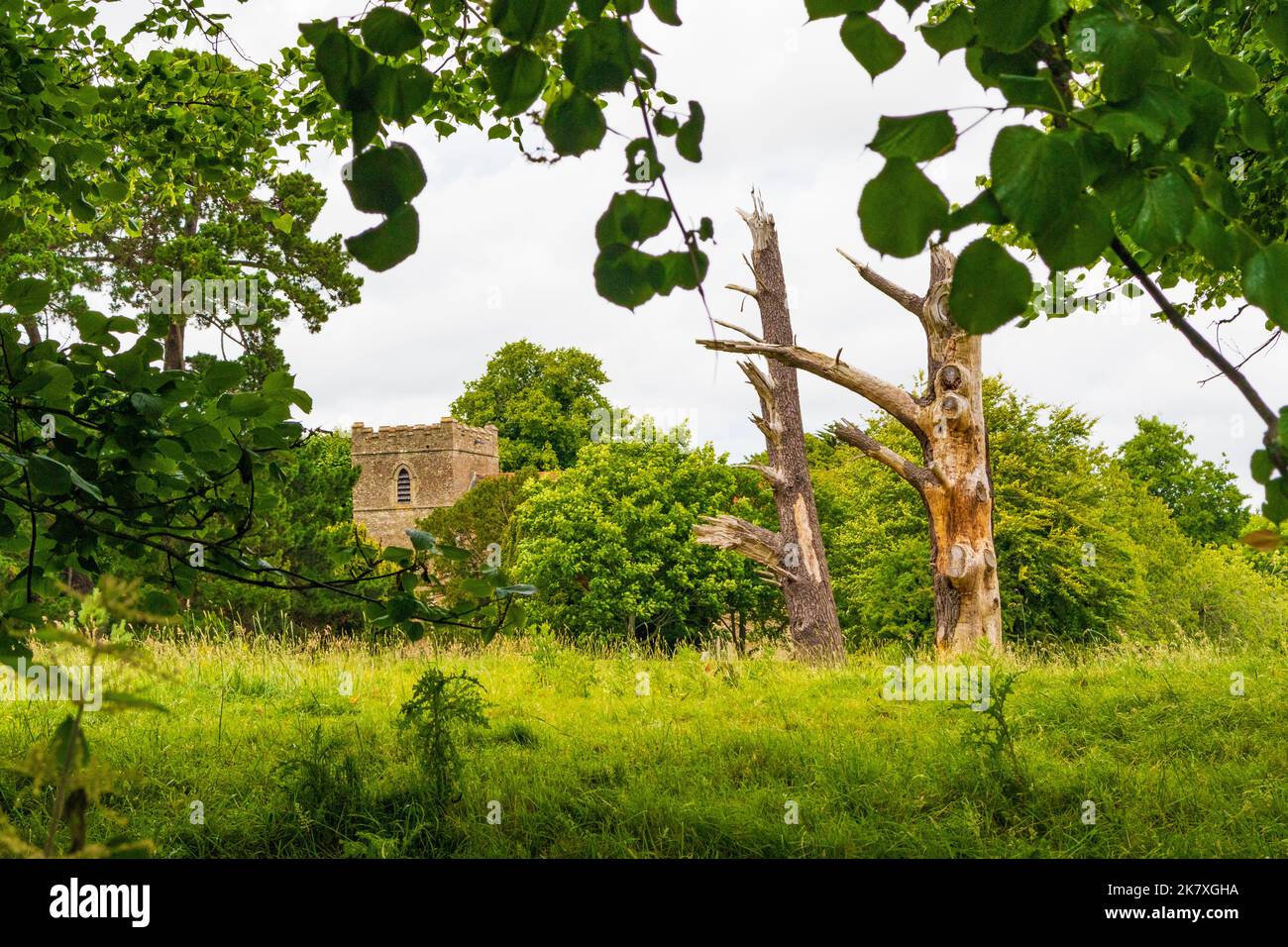 Flock of cows grazing on a green at Saltwood village,Kent,UK Stock ...