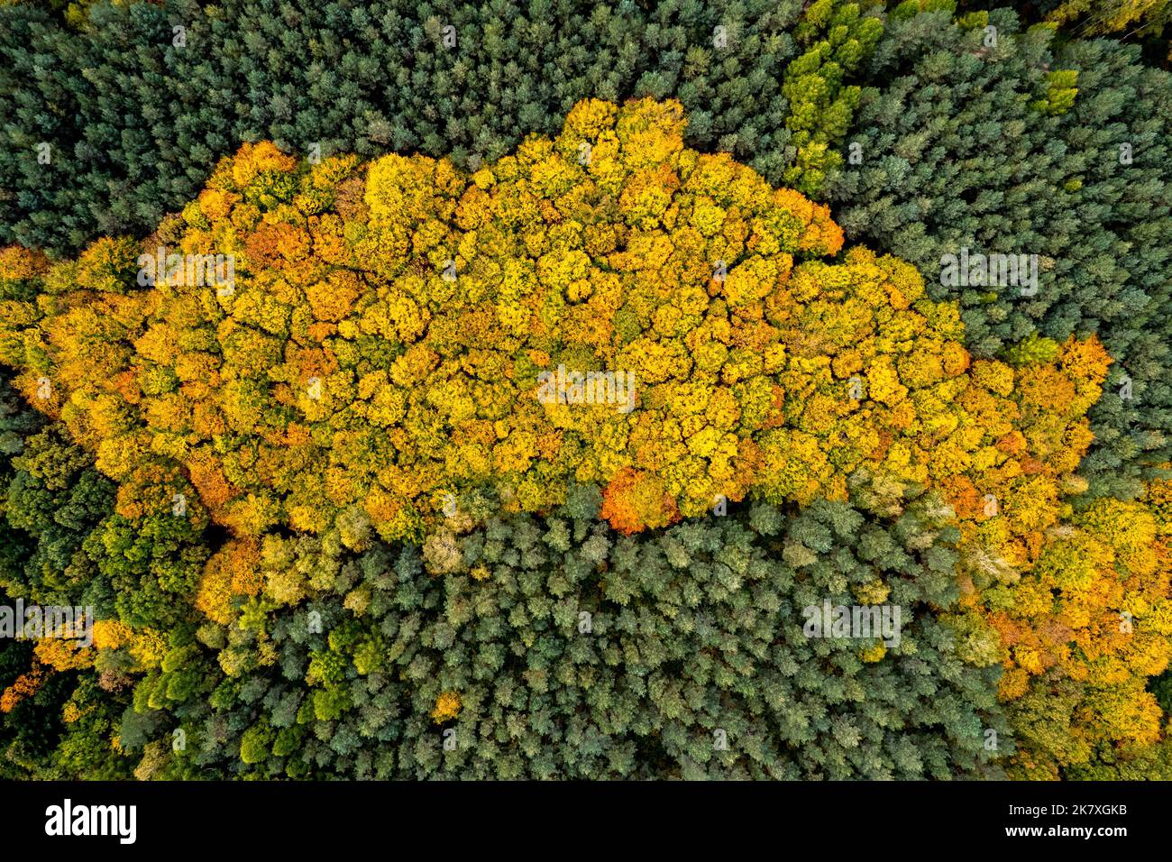 Top down view of autumn forest, drone view from above of trees in fall ...
