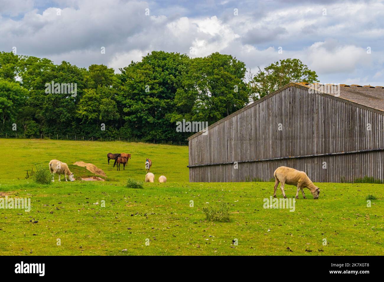 Cattle on a pasture near Saltwood Hythe Kent,England Stock Photo - Alamy