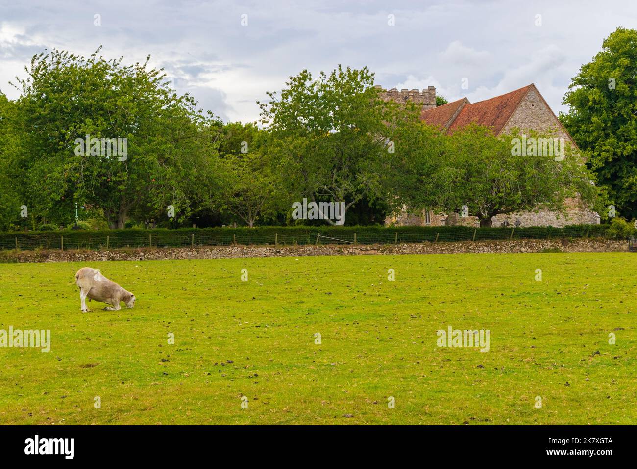 Cattle on a pasture near Saltwood Hythe Kent,England Stock Photo - Alamy