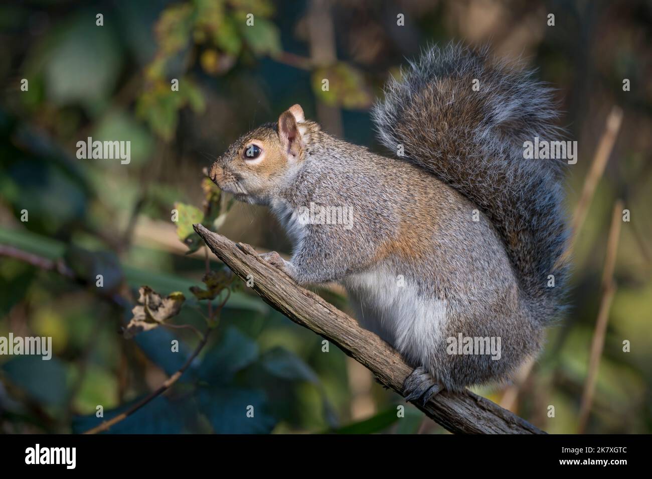 Grey squirrel sitting on branch looking cute Stock Photo - Alamy