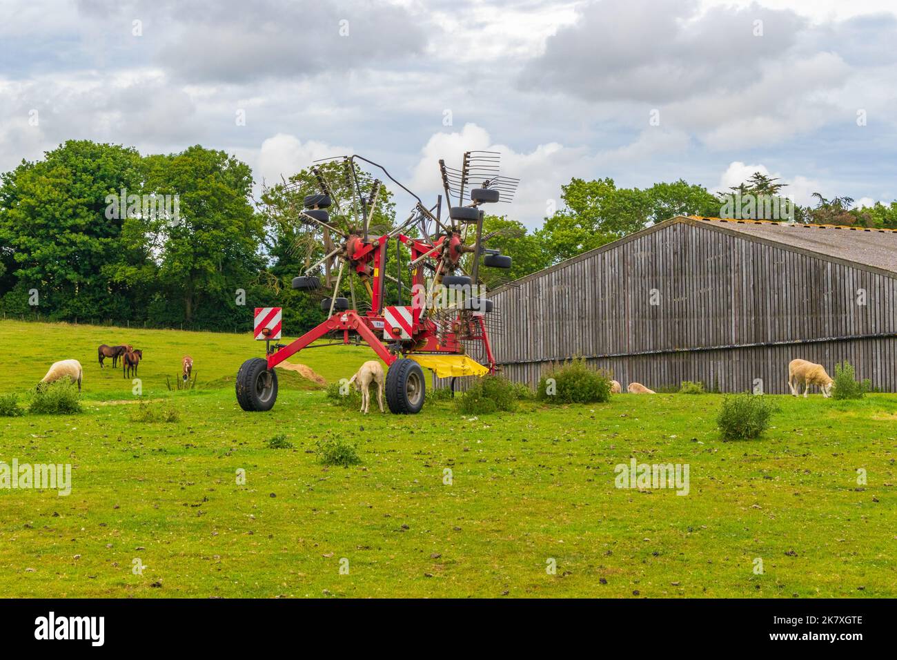Cattle on a pasture near Saltwood Hythe Kent,England Stock Photo - Alamy