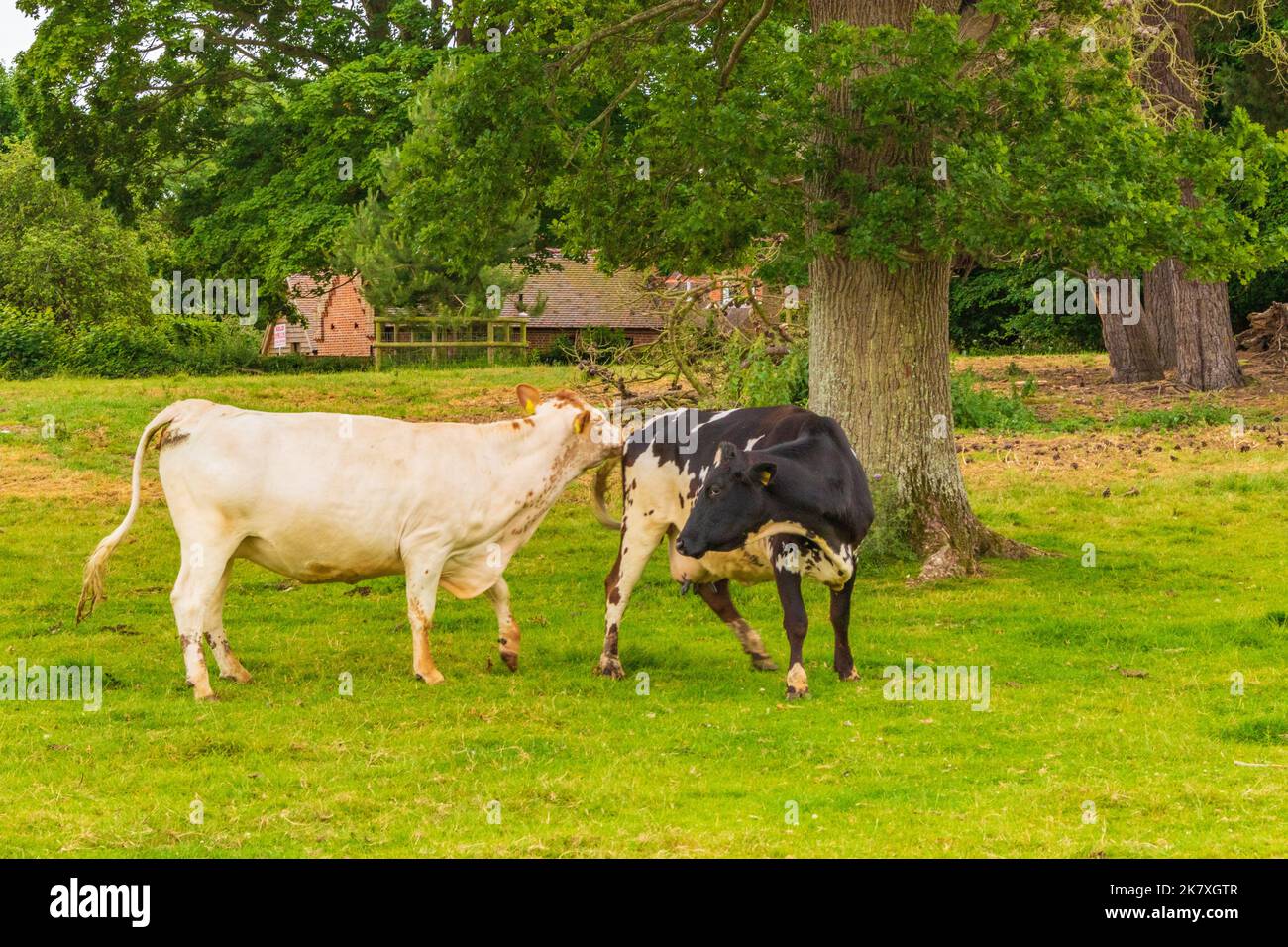 Cattle on a pasture near Saltwood Hythe Kent,England Stock Photo - Alamy