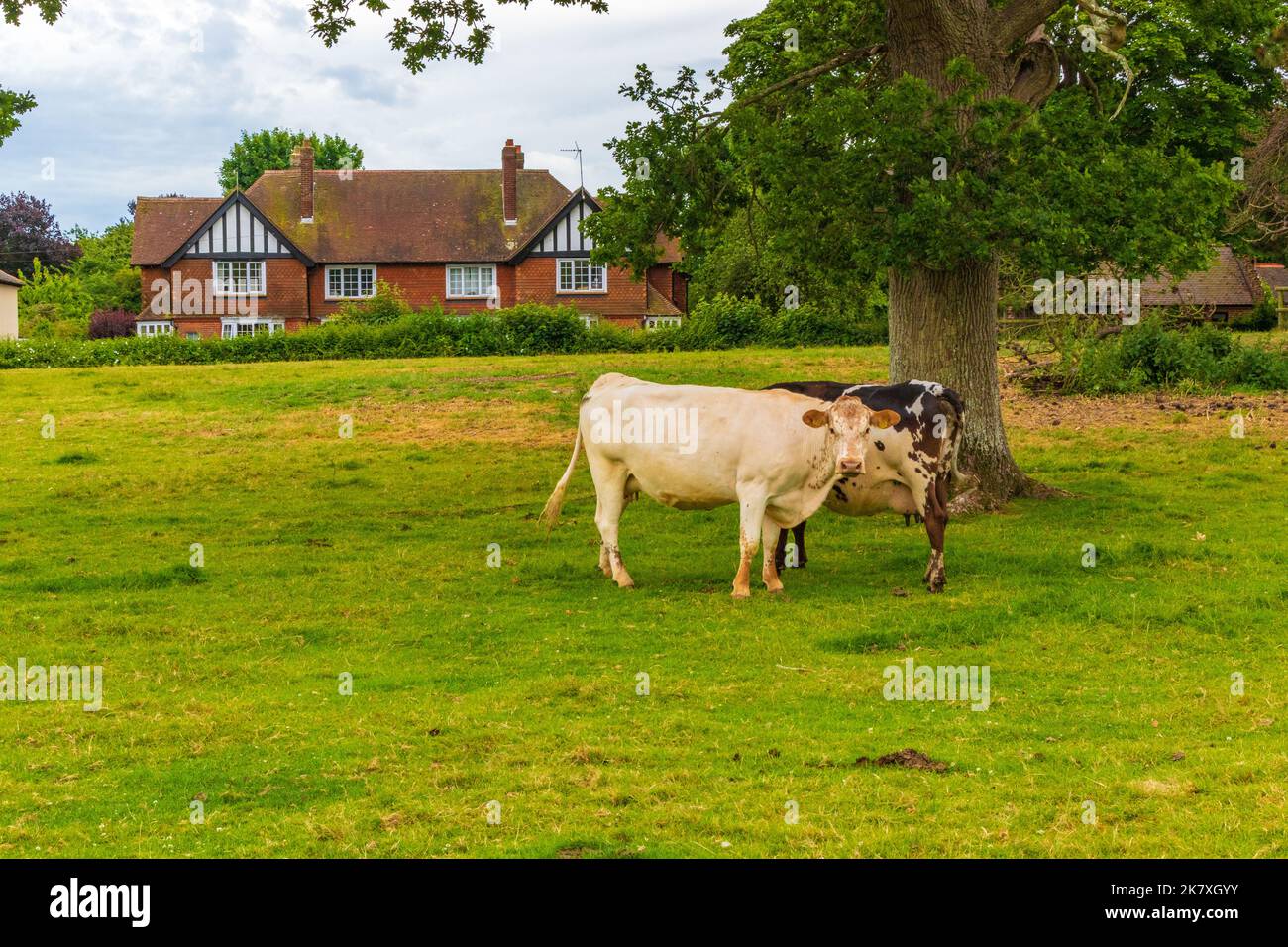 Cattle on a pasture near Saltwood Hythe Kent,England Stock Photo - Alamy