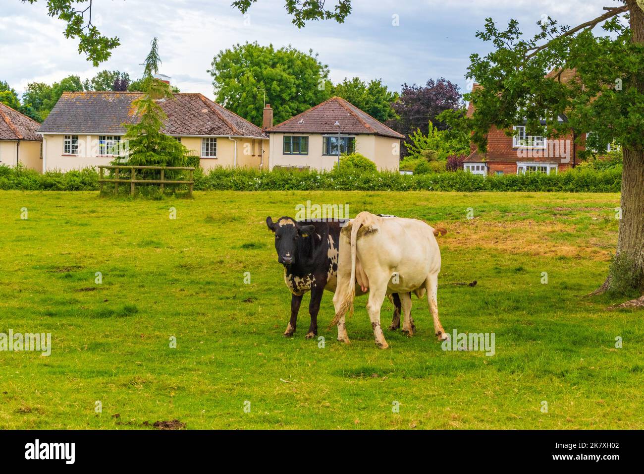 Cattle on a pasture near Saltwood Hythe Kent,England Stock Photo - Alamy