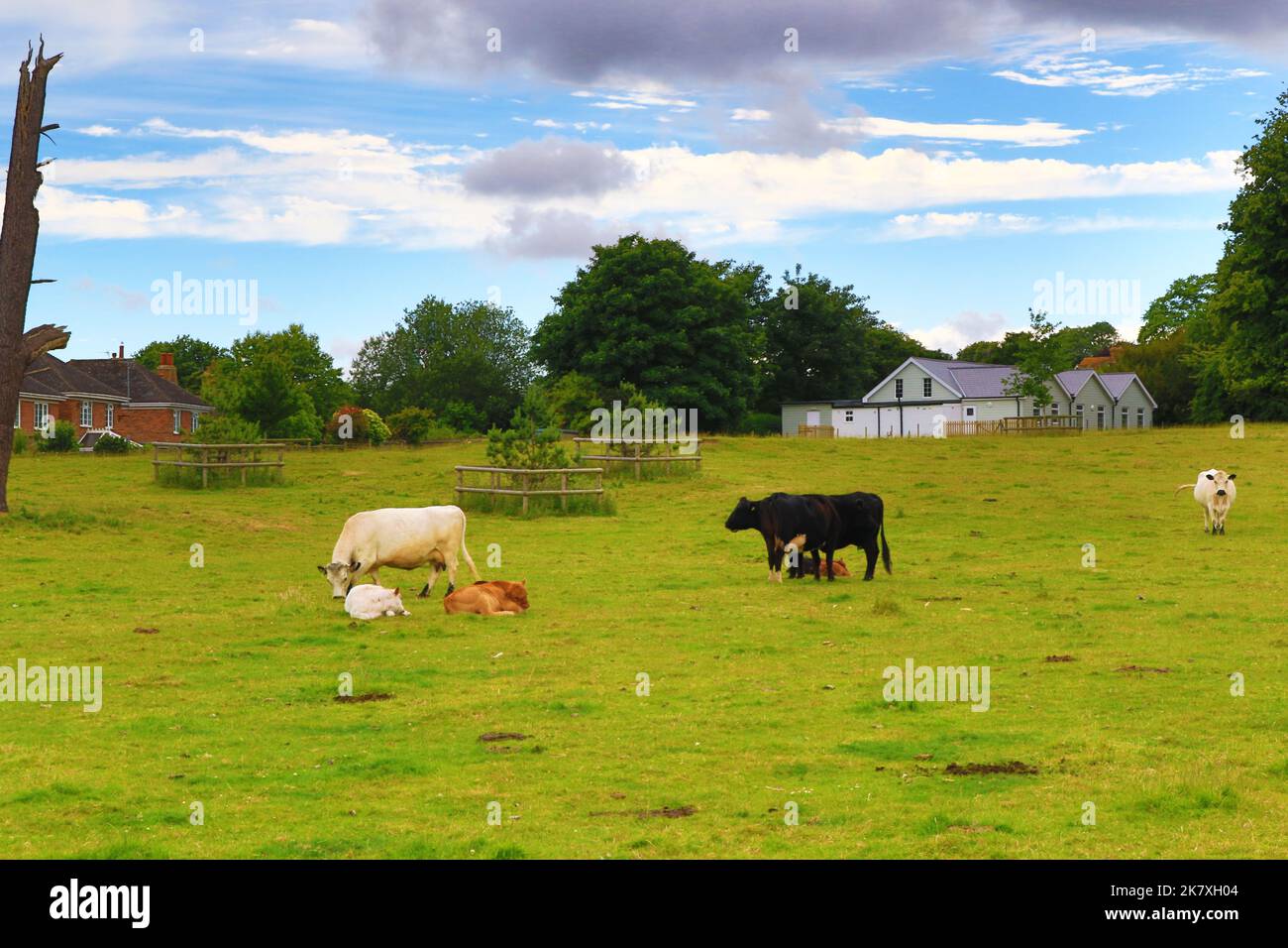 Cattle on a pasture near Saltwood Hythe Kent,England Stock Photo - Alamy