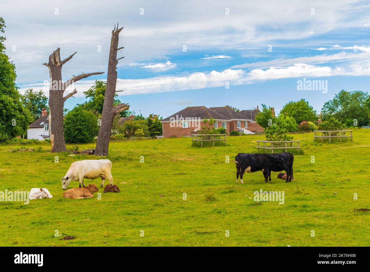 Cattle on a pasture near Saltwood Hythe Kent,England Stock Photo - Alamy