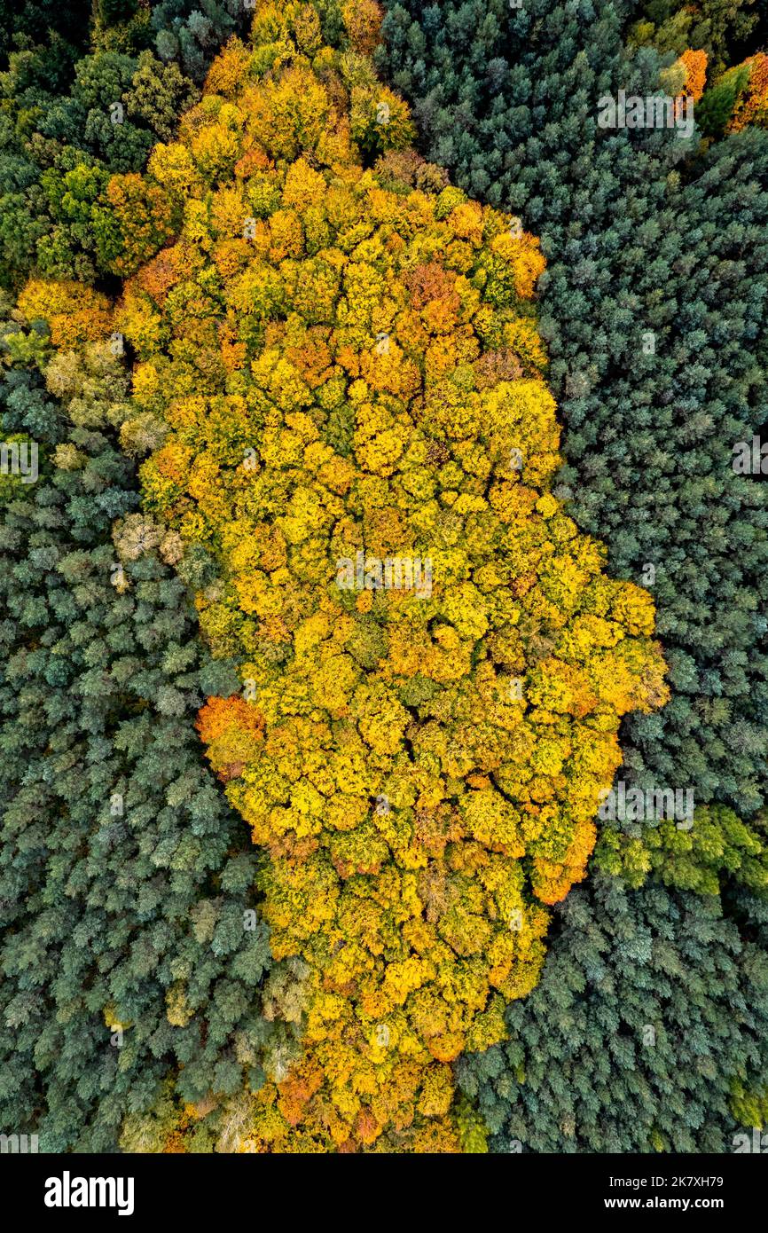 Aerial top down view of a colorful forest foliage at atumn, drone view, natural seasonal ...