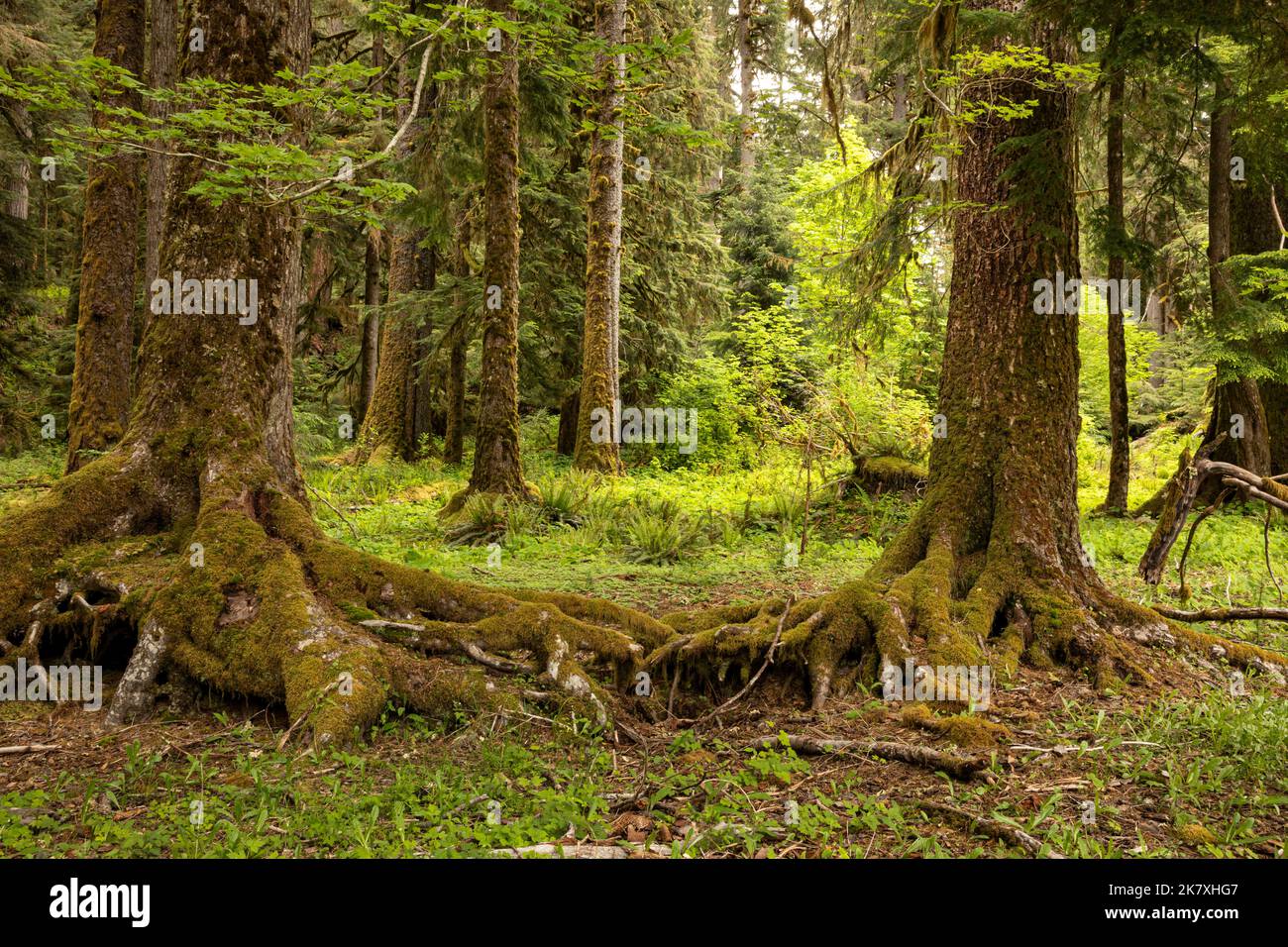 Two trees on nurse log hi-res stock photography and images - Alamy