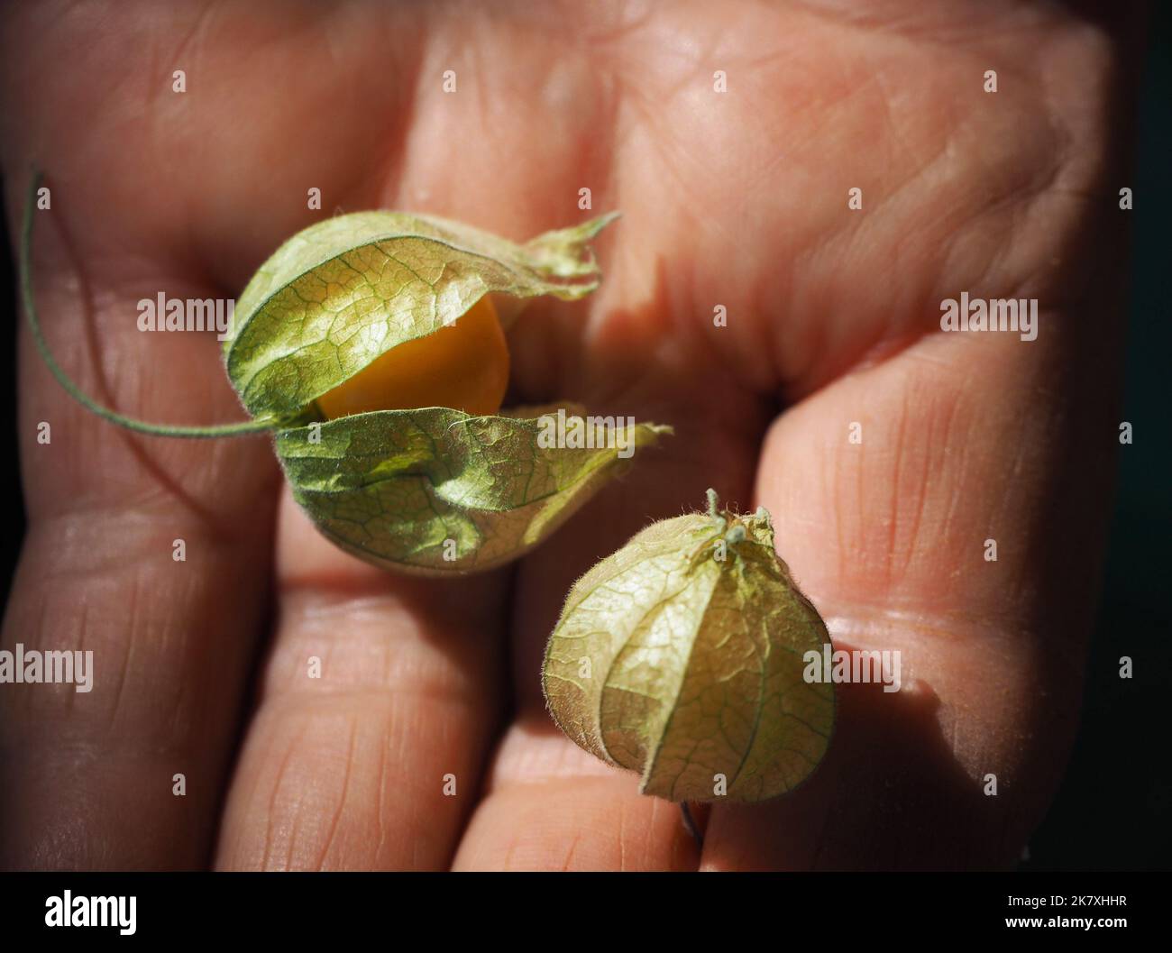 Harvested goldenberry. Gooseberries on a farmer hand. Physalis ...