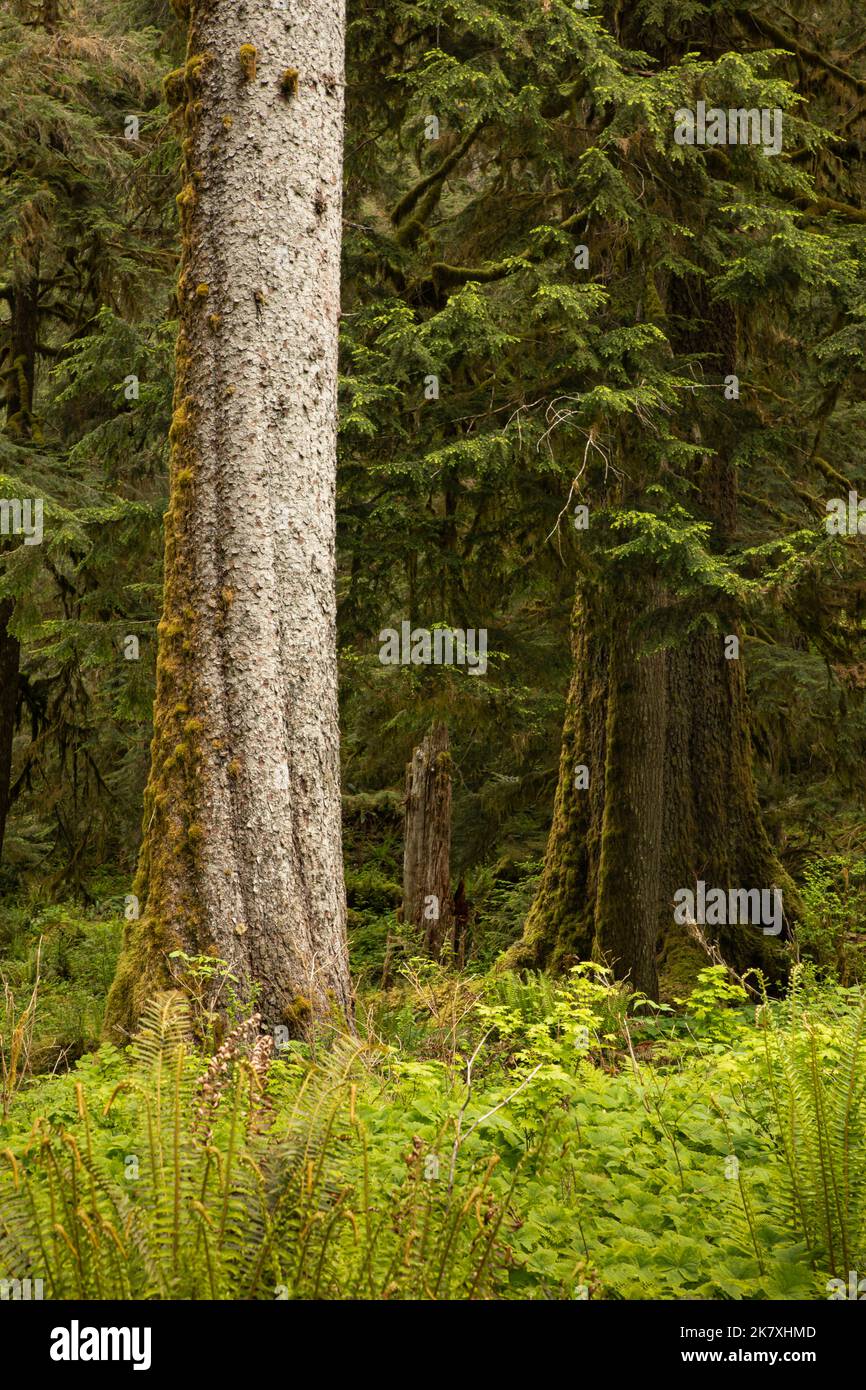 WA22412-00...WASHINGTON - Western sword ferns and Vanilla Leaf surround ...