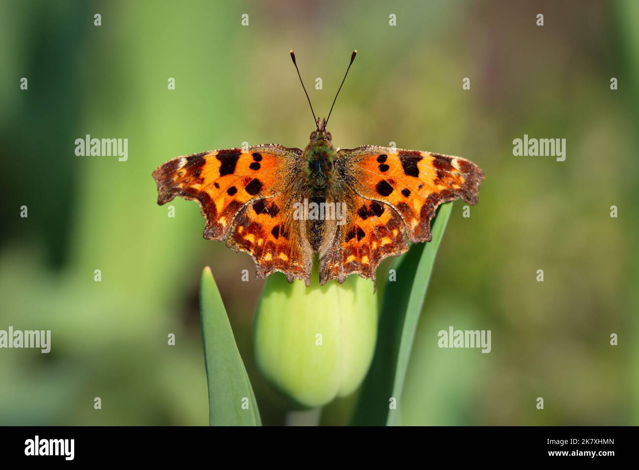 butterfly centrally in the middle Stock Photo - Alamy